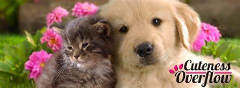 Cuteness Overflow Home
