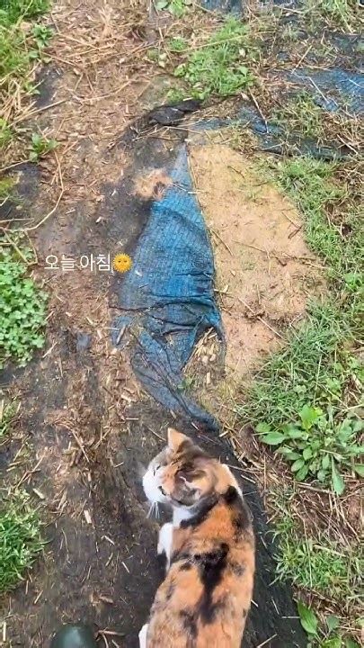 아침마다 환대해주는 고양이무리 Youtube