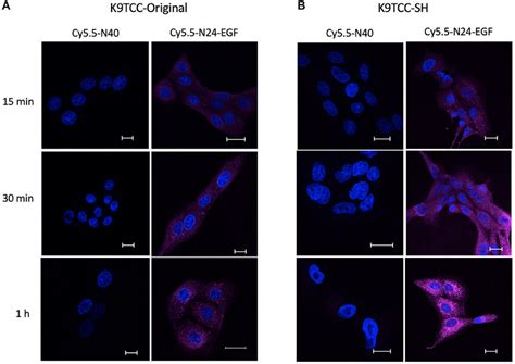 Confocal Microscopy Of Internalized Elp Constructs Merged Dapi Blue Download Scientific