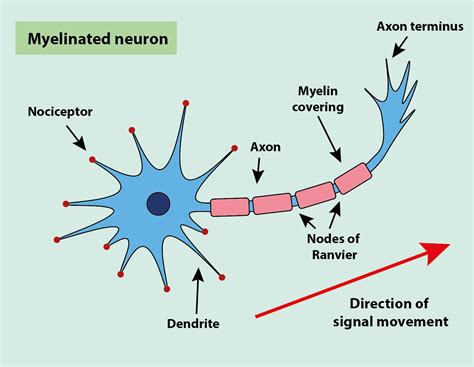 Draw A Labelled Diagram Of A Myelinated Neuron Porn Sex Picture