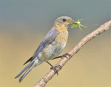 Whats The Official State Bird For New York Pictures And Facts