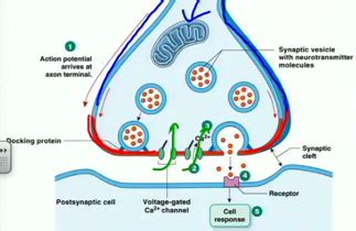 Lecture Cell Signaling Flashcards Quizlet