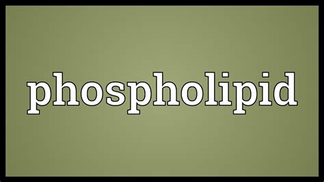 Phospholipid Meaning Youtube