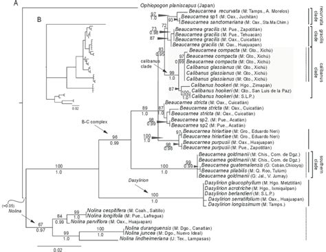maximum likelihood ml and bayesian trees derived from the nuclear its