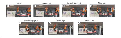 Trotting Gait This Figure Shows The Trotting Gait Of The Robot During Download Scientific