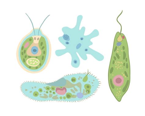 Organism Phylum Vector Art Icons And Graphics For Free Download