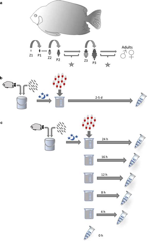 Life Cycle Of Gnathiid Isopods And A General Workflow For Establishing