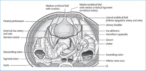 The Urinary Bladder Musculoskeletal Key