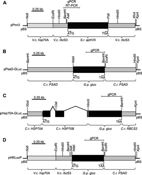 Schematic Diagram Of The Selectable Marker Plasmid And Co Transformed Download Scientific
