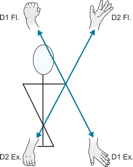 Upper Extremity Proprioceptive Neuromuscular Facilitation