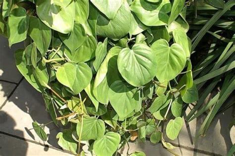 Lemon Lime Philodendron Vs Neon Pothos Differences Care