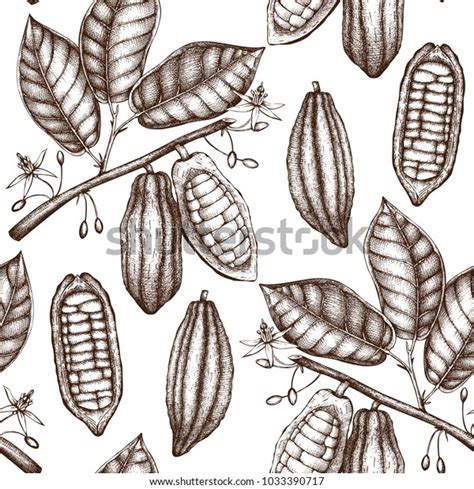 Vector Cocoa Tree Illustration Vintage Background Stock Vector Royalty Free