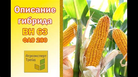 Кукуруза ВН 63 🌽 - описание гибрида 🌽, семена в Украине - YouTube
