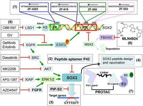Functional Characterization Of Sox2 As An Anticancer Target Pmc