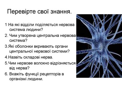 Будова нервової системи Центральна і переферична нервова система людини презентация онлайн