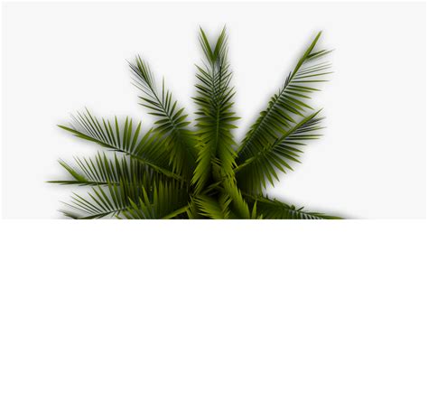 Detail Trees From Above Png Koleksi Nomer 29