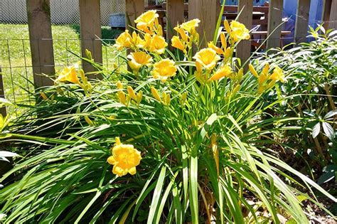 How To Prevent And Treat Rust On Daylilies Gardeners Path