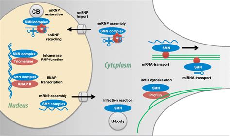 Cellular Functions Of The Smn Complex Which May Be Subject To