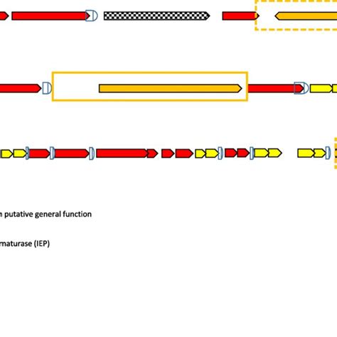 Schematic Representation Of Identified Gene Cassette Arrays Where Group