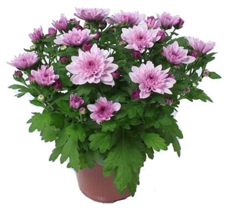 Хризантема в горшке: уход, пересадка и размножение в домашних условиях ...
