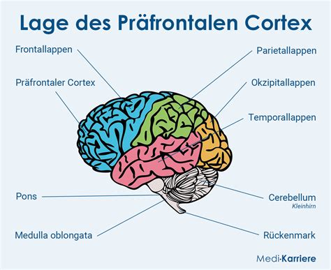Laminated Cortex Meaning At Dominic Johnson Blog