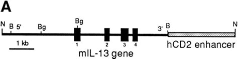 Construction And Expression Pattern Of Il 13 Transgene A Map Of The Download Scientific
