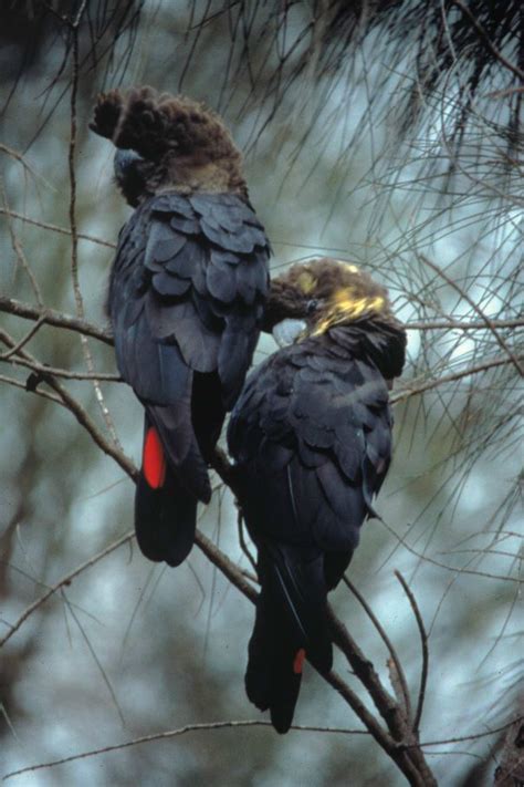 Learn About Sas Glossy Black Cockatoo