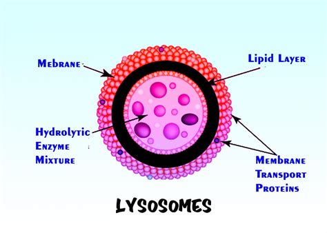 Lysosomes Functions Definition Structure Diagram Located In The