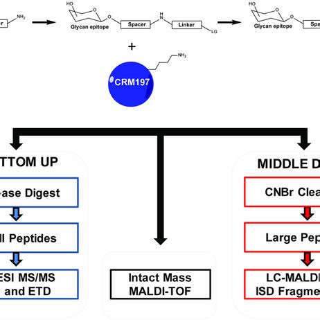 Schematic Overview Of The Three Orthogonal Approaches Employed For The Download Scientific