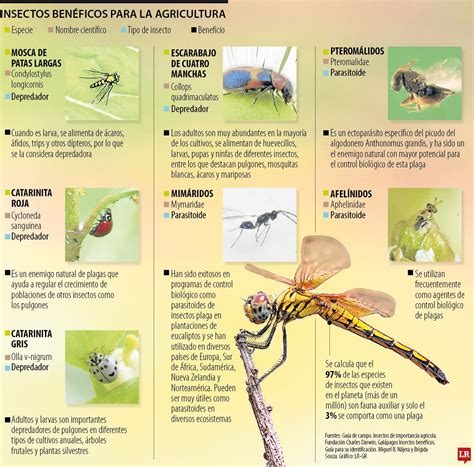 Insectos Benéficos