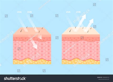 Human Skin Protection Uva Uvb Rays Stock Vector Royalty Free 1986609233 Shutterstock