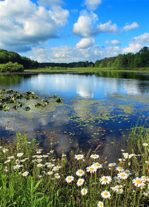 무료 이미지 경치 나무 잔디 습지 황야 구름 식물 하늘 목초지 호수 강 여름 못 흐름 반사 가을 적운 저수지 물줄기 야생화 꽃들