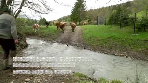 ვინ მოკლა არტური და დათვებთან ბრძოლა რუმინეთში