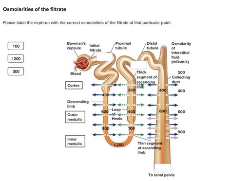Solved Osmolarities Of The Filtrate Please Label The Nephron