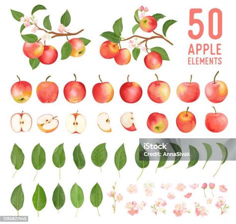 포스터 웨딩 카드 여름 보헤미안 배너 커버 디자인 템플릿 소셜 미디어 이야기 봄 배경 화면 사과 과일 잎과 꽃의 수채화 요소 벡터 사과 일러스트레이션 사과에 대한 스톡 벡터