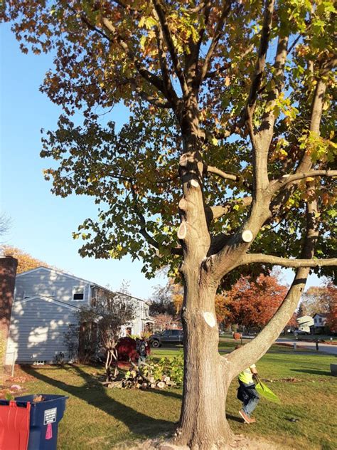 Tree Pruning Pauls Landscaping Of Ny Llc