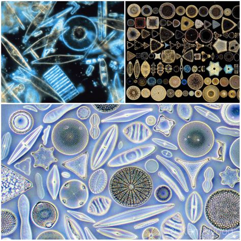 🔥 Diatoms Are Single Celled Algae And A Type Of Phytoplankton Only Growing As Large As 2mm