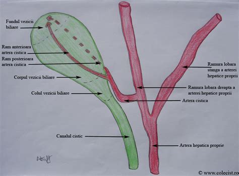 Colecist Septat Bolile Cailor Biliare