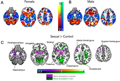 Study Reveals Differences In Men S And Women S Brain Responses To Low Sexual Desire