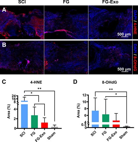 Immunofluorescence Staining Of Oxidative Damage Products 4 Hne And