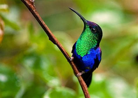Perbedaan Burung Kolibri Dan Burung Madu
