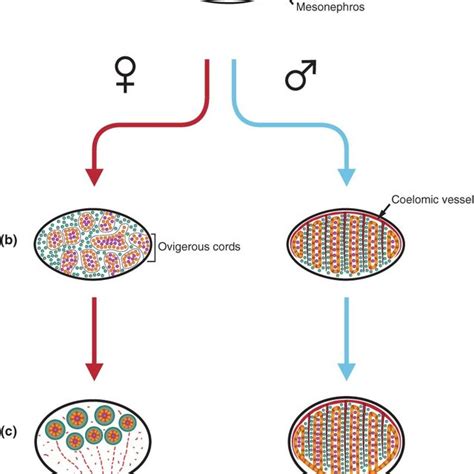 Model Of Gene Regulatory Networks In Mammalian Sex Determination