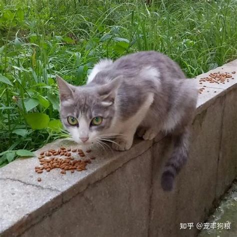 老一辈总说不要捡猫回家养这到底是为什么呢 知乎