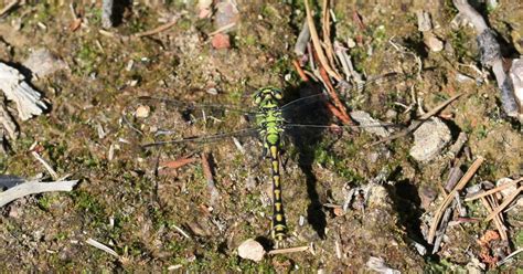 Global Taxonomic Functional And Phylogenetic Diversity Of Stream Macroinvertebrate Communities