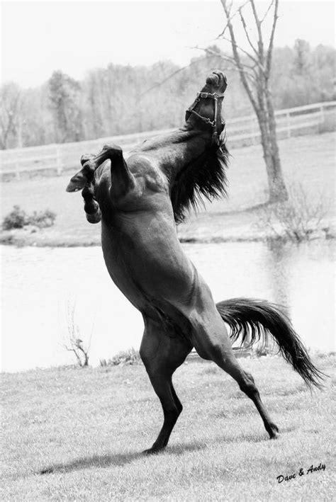 Pin By Kevin George On Dark Art Beautiful Horses Horses Horse Pictures