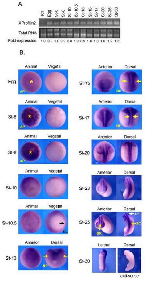 Temporal And Spatial Expression Pattern Of Xprofilin2 A Xprofilin2