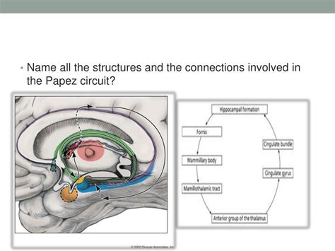 Ppt Chapter 18 Limbic System Powerpoint Presentation Free Download