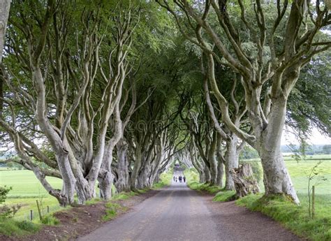 235 Beech Ireland Northern Tree Tunnel Stock Photos Free Royalty