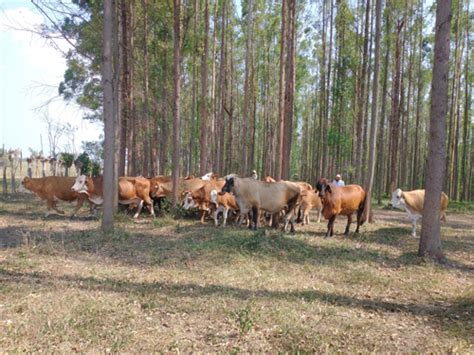 La AgroforesterÍa Como Alternativa Al Desarrollo Del Campo En EscÁrcega