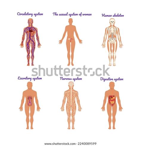 Main Human Body Systems Circulatory Sexual Stock Vector Royalty Free Shutterstock